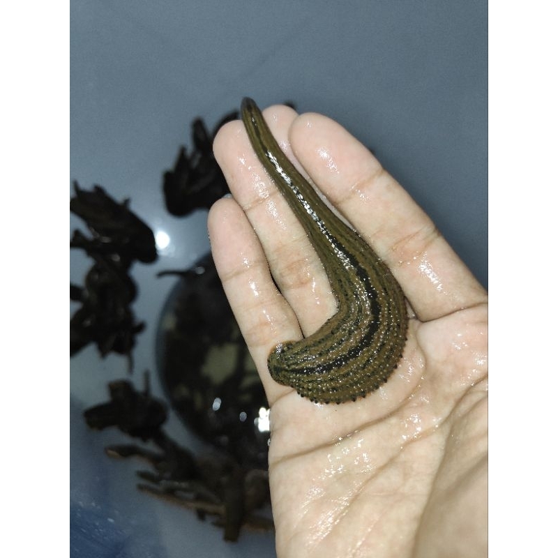 Jual LINTAH TERAPI STERIL min order 20 ekor | Shopee Indonesia