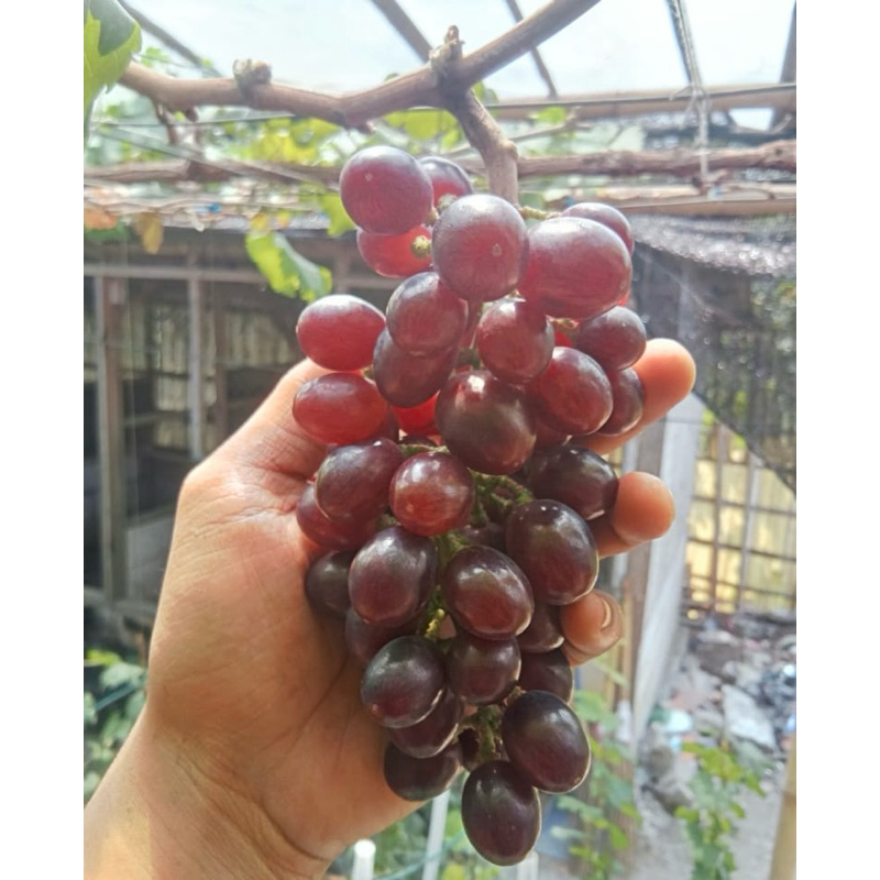 Jual Early Adora Seedless S48 Tanaman Anggur Import | Shopee Indonesia