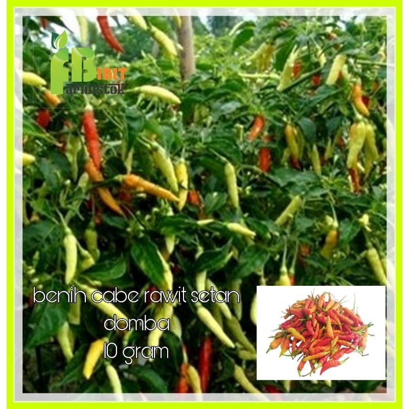 Jual benih cabe rawit setan super pedas 10 gram | Shopee Indonesia