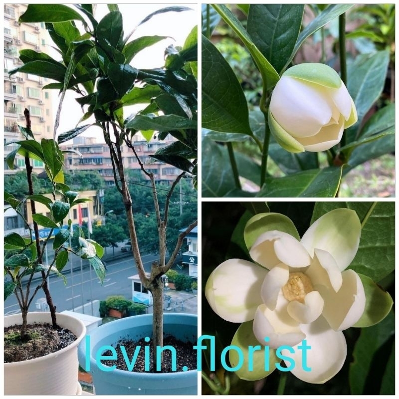 Jual [ 50cm ] Magnolia coco / cempaka cempoko gondok telur telor putih ...