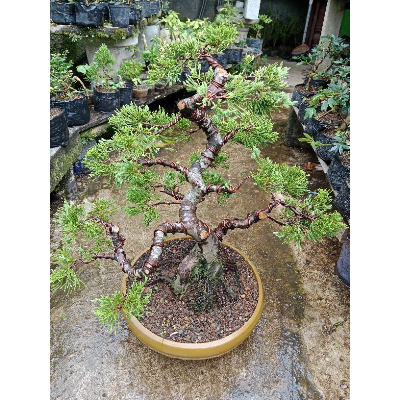Jual bonsai cemara sinensis | Shopee Indonesia
