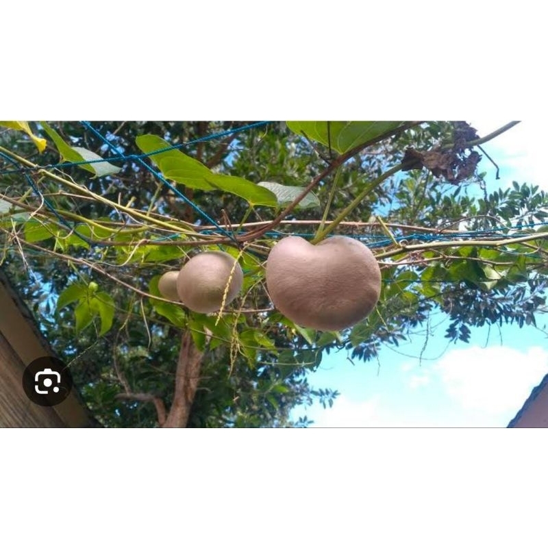 Jual Kentang Gantung 1 Buah Gembolo Segar Udara Bibit Enak Obat Herbal ...