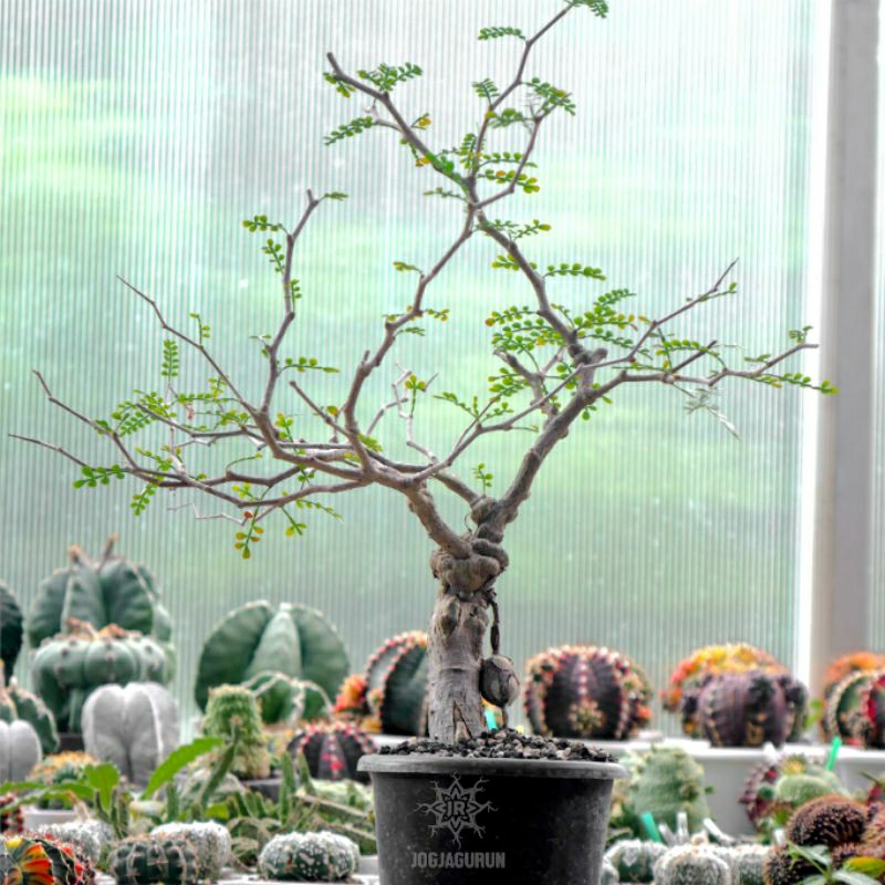 Jual Operculicarya Pachypus (Natural Bonsai) | Shopee Indonesia