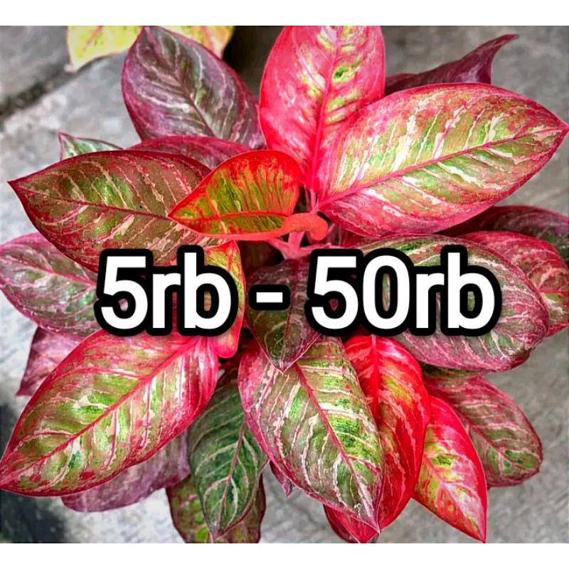 Jual FERMENTASI BAMBU LINK LIVE 10rb - 50rb | Shopee Indonesia