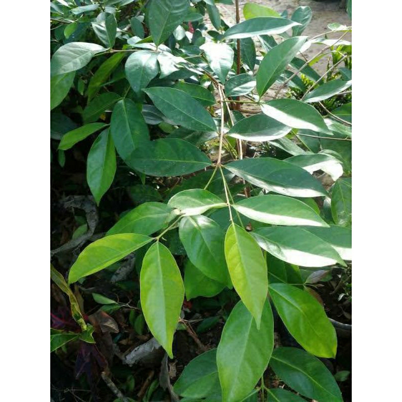 Jual Pohon Daun Salam Besar 60cm Rimbun | Shopee Indonesia