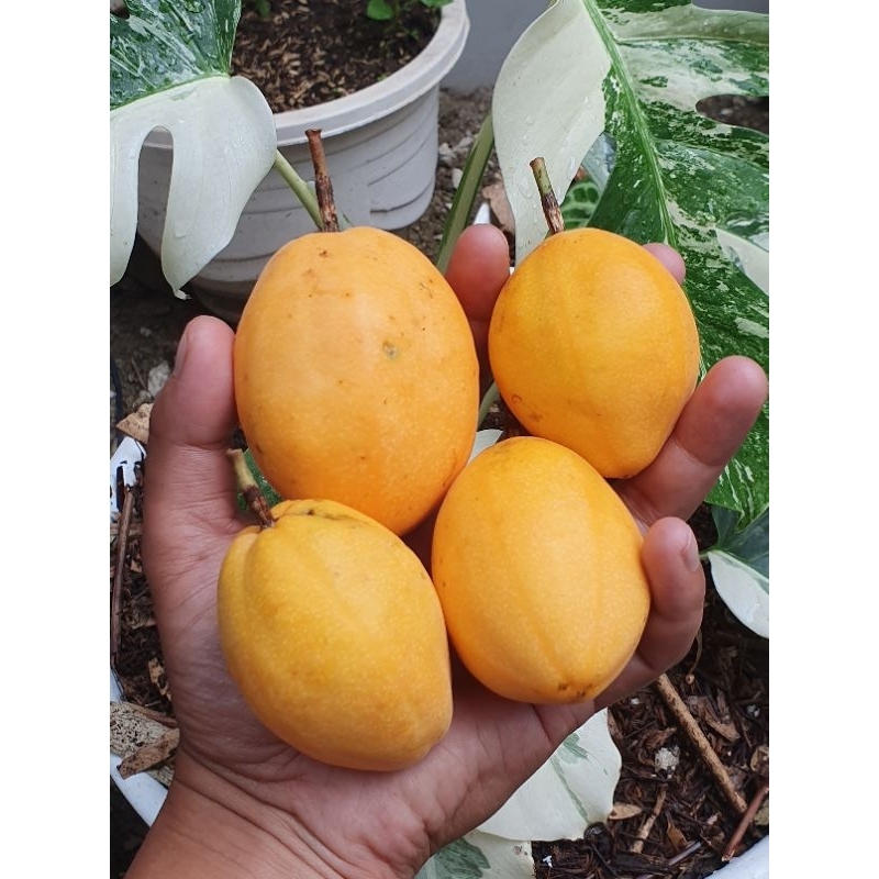 Jual Bibit Tanaman Markisa Lilikoi / Bibit Markisa Lilikoi / Passiflora ...