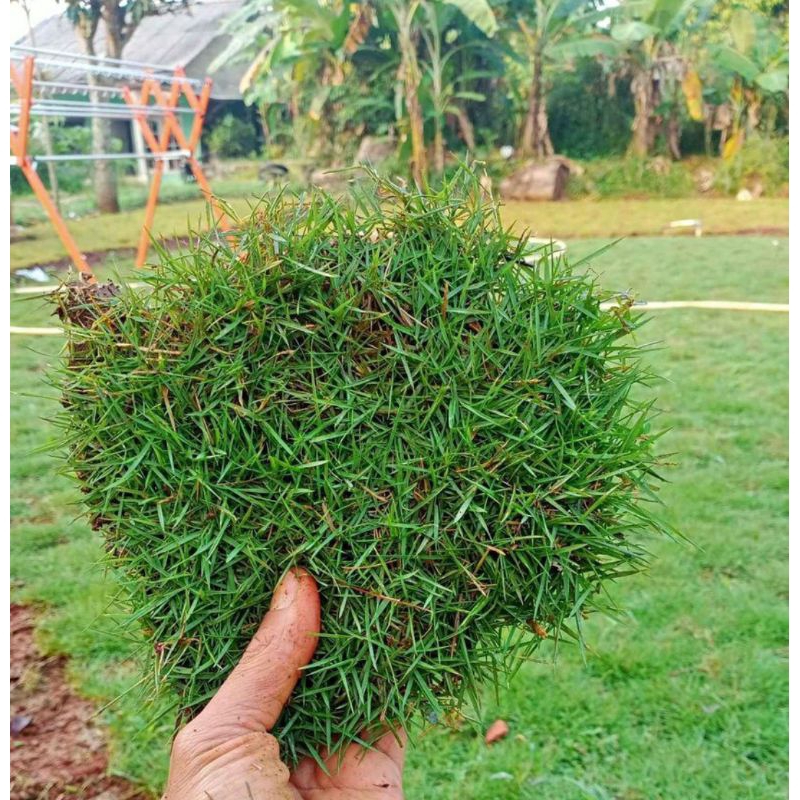 Jual Rumput Peking/Jepang untuk Makam/kuburan | Shopee Indonesia