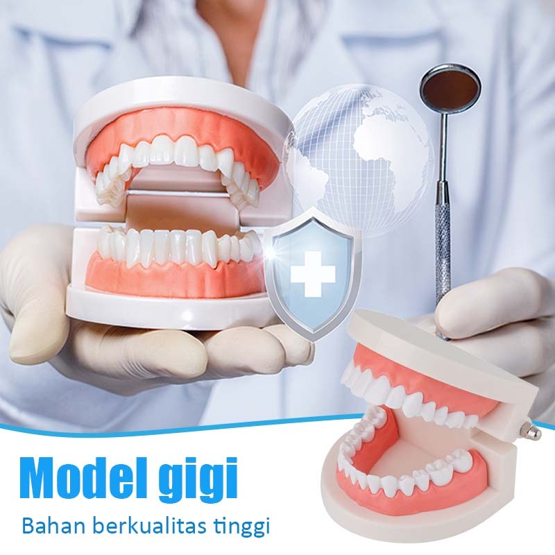 Jual Model Study Gigi Model Gigi Patung Ortodontik Phantom Dental Study ...