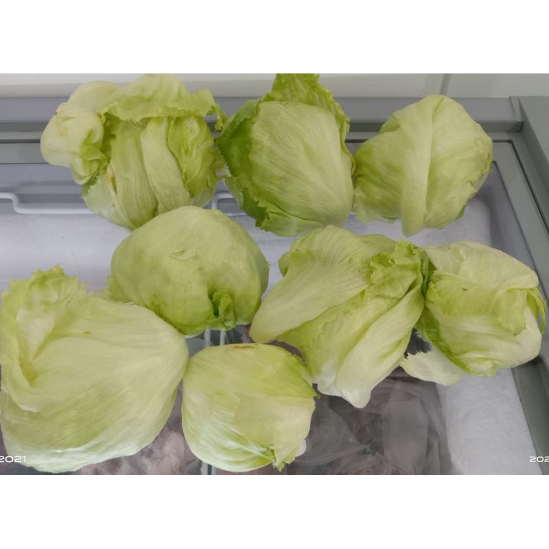 Jual Lettuce head (selada bokor) | Shopee Indonesia