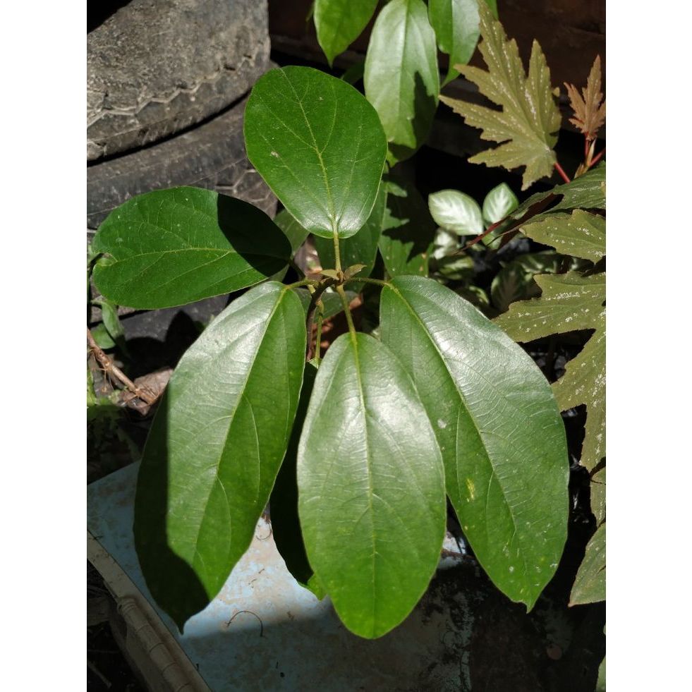 Jual 100 Lembar Daun Cincau Hijau Segar Kenyal Organik Tanaman Cingcau ...