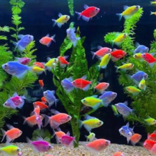 Jual (SIZE JUMBO) Ikan Hias Glofish / Glowfish / Ikan Hias Tetra Warna ...