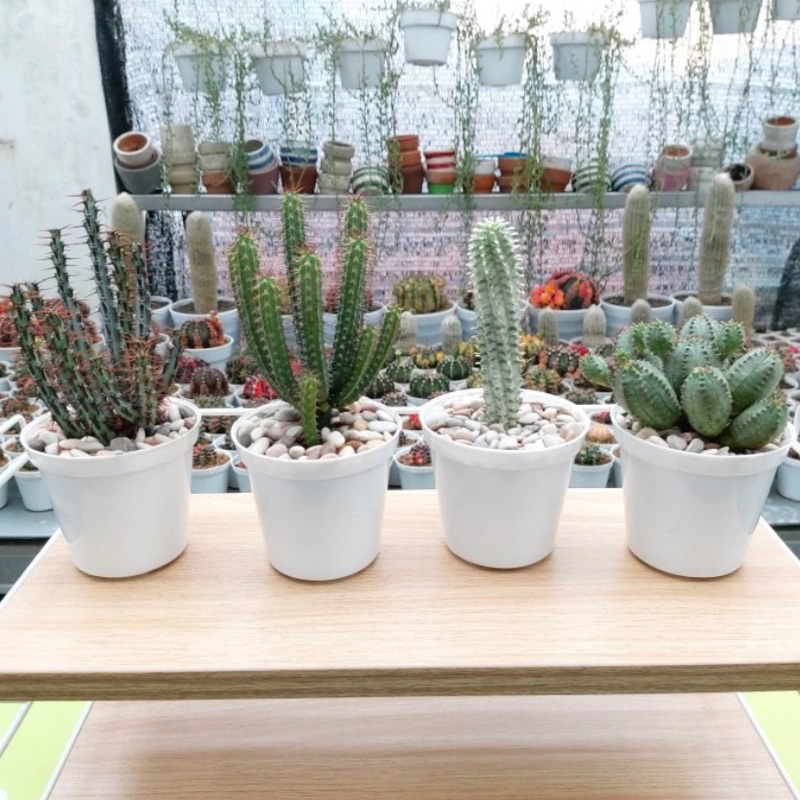 Jual kaktus mini sekulen euphorbia + pot putih, media tanam dan batu ...