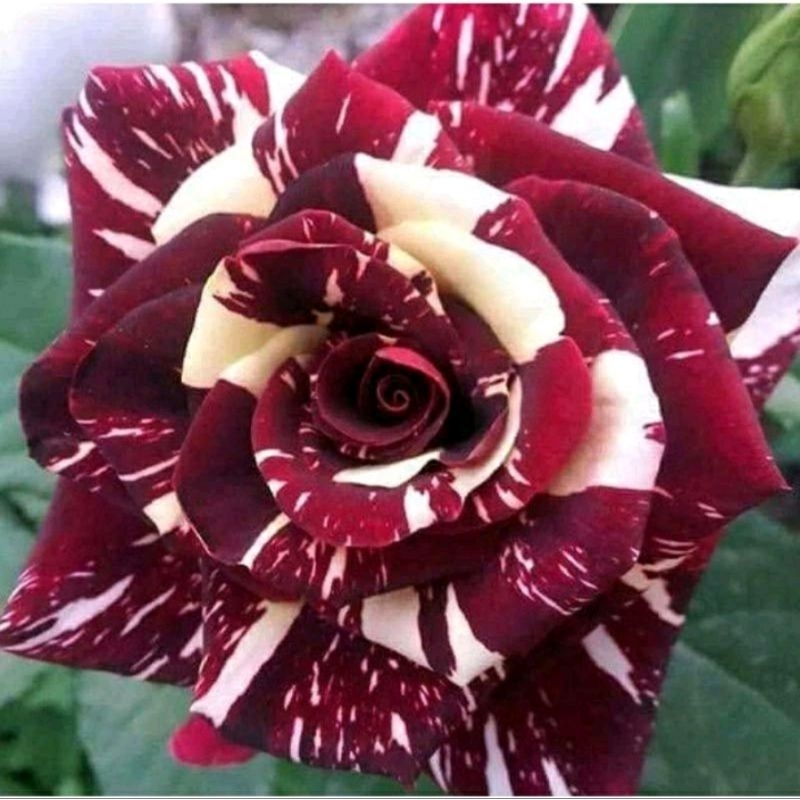 Jual PROMO!!! Jual tanaman hias bunga mawar batik merah putih - pohon ... Jual PROMO!!! Jual tanaman hias bunga mawar batik merah putih - pohon ...