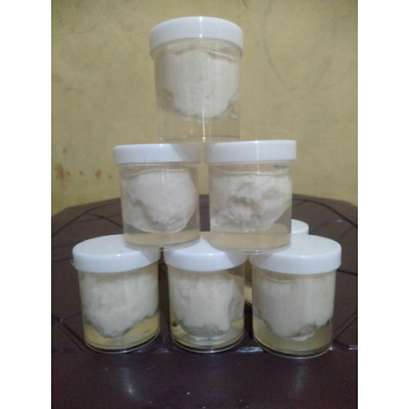 Jual pulut burung getah bendo campur getah karet | Shopee Indonesia