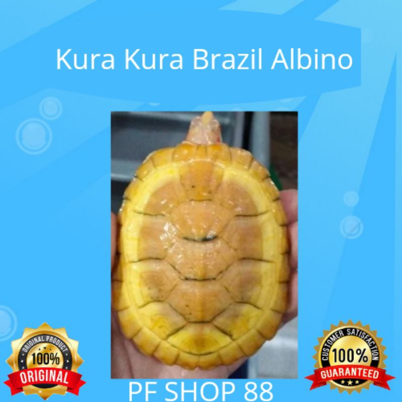 Jual Kura Kura Brazil Albino 10 - 11 cm | Shopee Indonesia