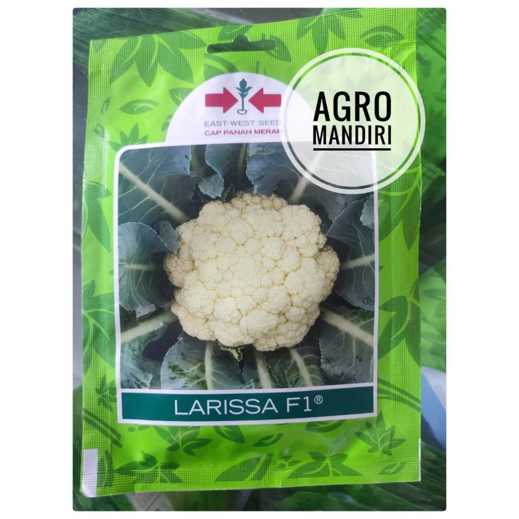 Jual Bibit Bunga Kol LARISSA F1 Isi 250 Benih Kemasan Pabrik Small ...