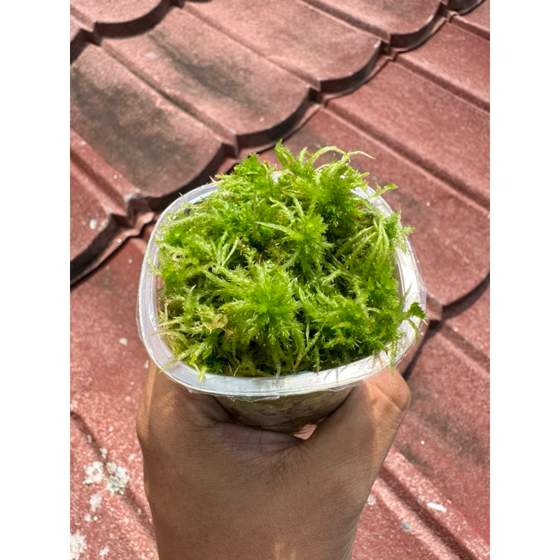 Jual Sphagnum moss chile hidup | Shopee Indonesia