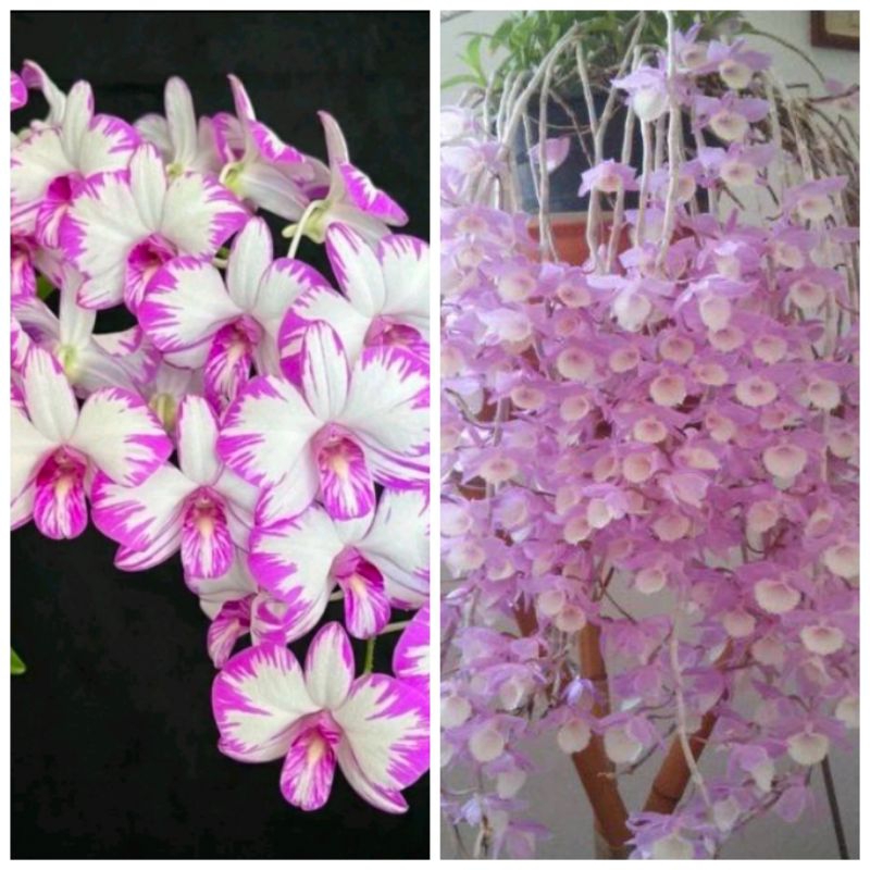 Jual dendrobium Enobi splash x dendrobium aphyllum | Shopee Indonesia