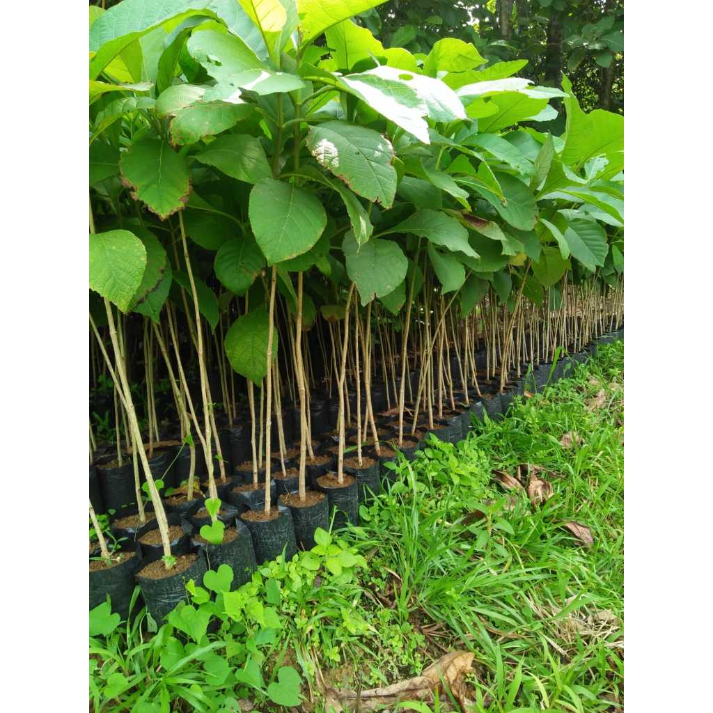 Jual Bibit Tanaman Kayu Jati - Ketinggian 1 Meter - Kualitas Unggul ...