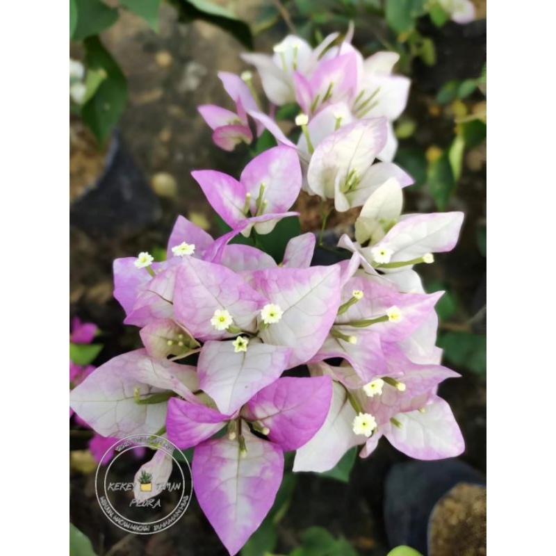 Jual Stek Batang Bougenville Import Wajid Alisha 5batang Shopee