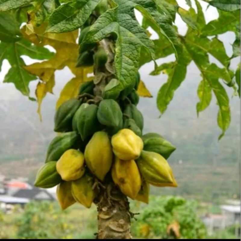 Jual BIJI BENIH BUAH CARICA / PEPAYA GUNUNG - ISI 10 BUTIR | Shopee ...