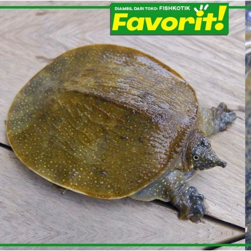 Jual Labi Labi Bulus Size (M) Kura Kura Reptil Hiasan Aquarium ...