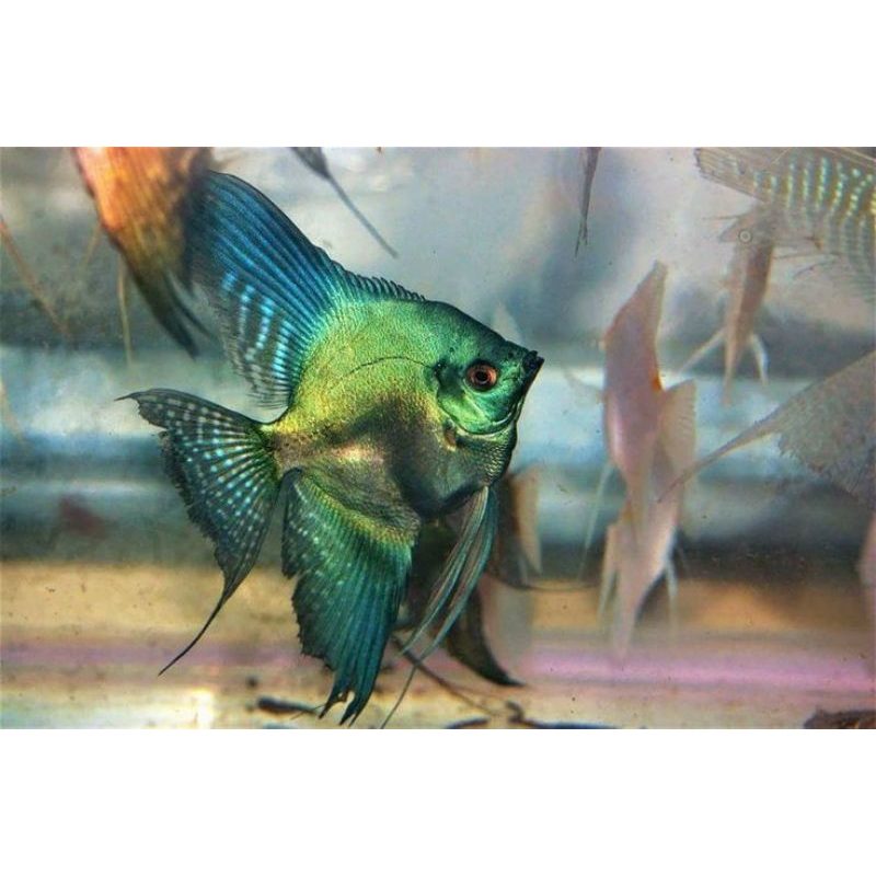 Jual Manfish Avatar 2.5 3 cm - AQUARIUM | Shopee Indonesia