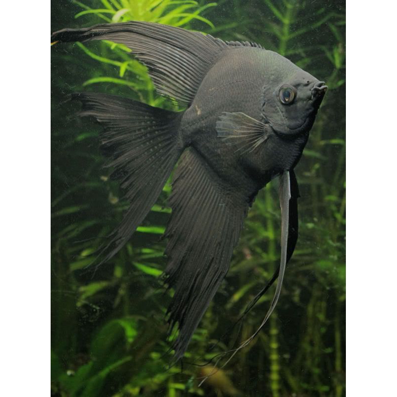 Jual Manfish Black Slayer 2.5 3 cm - AQUARIUM | Shopee Indonesia