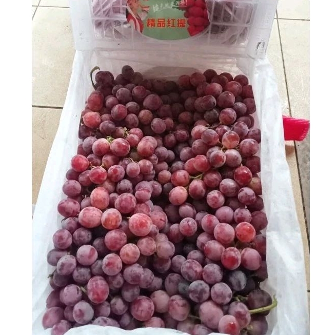 Jual Indukbuah Buah Anggur Red Globe China Manis 1 Keranjang | Shopee ...