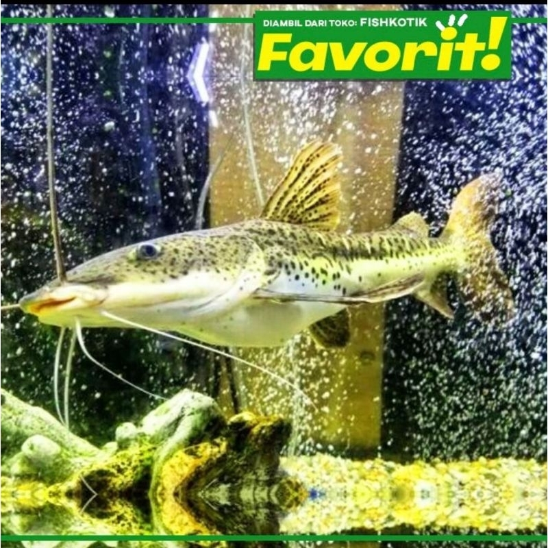 Jual Leopard Catfish Ikan Hias Predator Hiasan Aquarium Tanaman ...