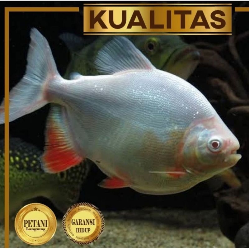 Jual Red Pacu Albino Ikan Hias Predator Hiasan Aquarium Tanaman ...