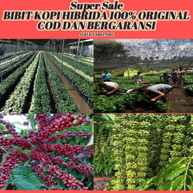 Jual Toko Sumber Bibit, ready bibit Kopi Arabika, Robusta, Ateng super ...