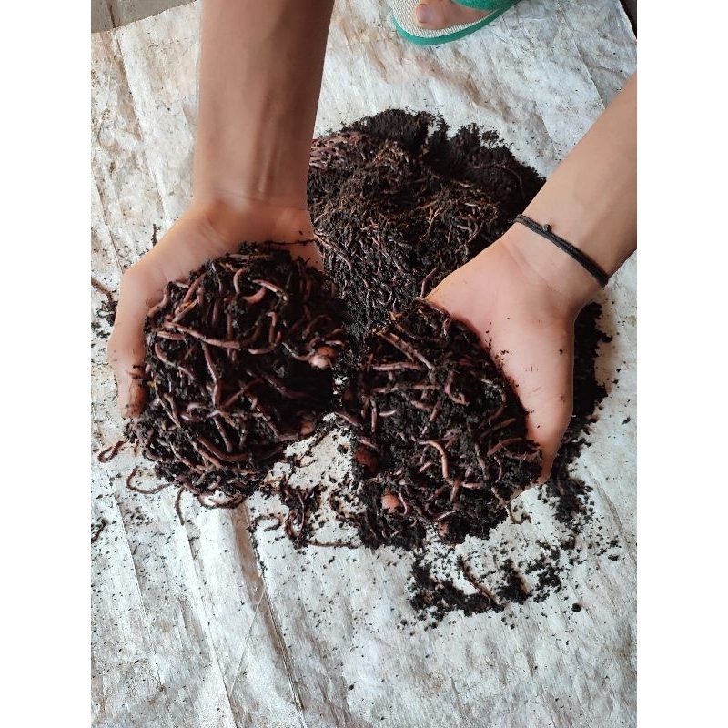 Jual CACING TANAH MERAH/ CACING ANC HIDUP /CACING MERAH PAKAN UMPAN ...