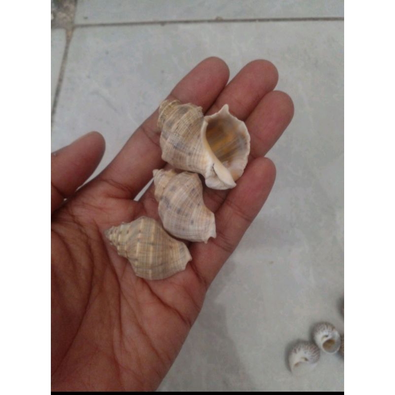Jual kulit/cangkang kerang/keong/kelomang obor untuk rumah kelomang/kerajinan | Shopee Indonesia