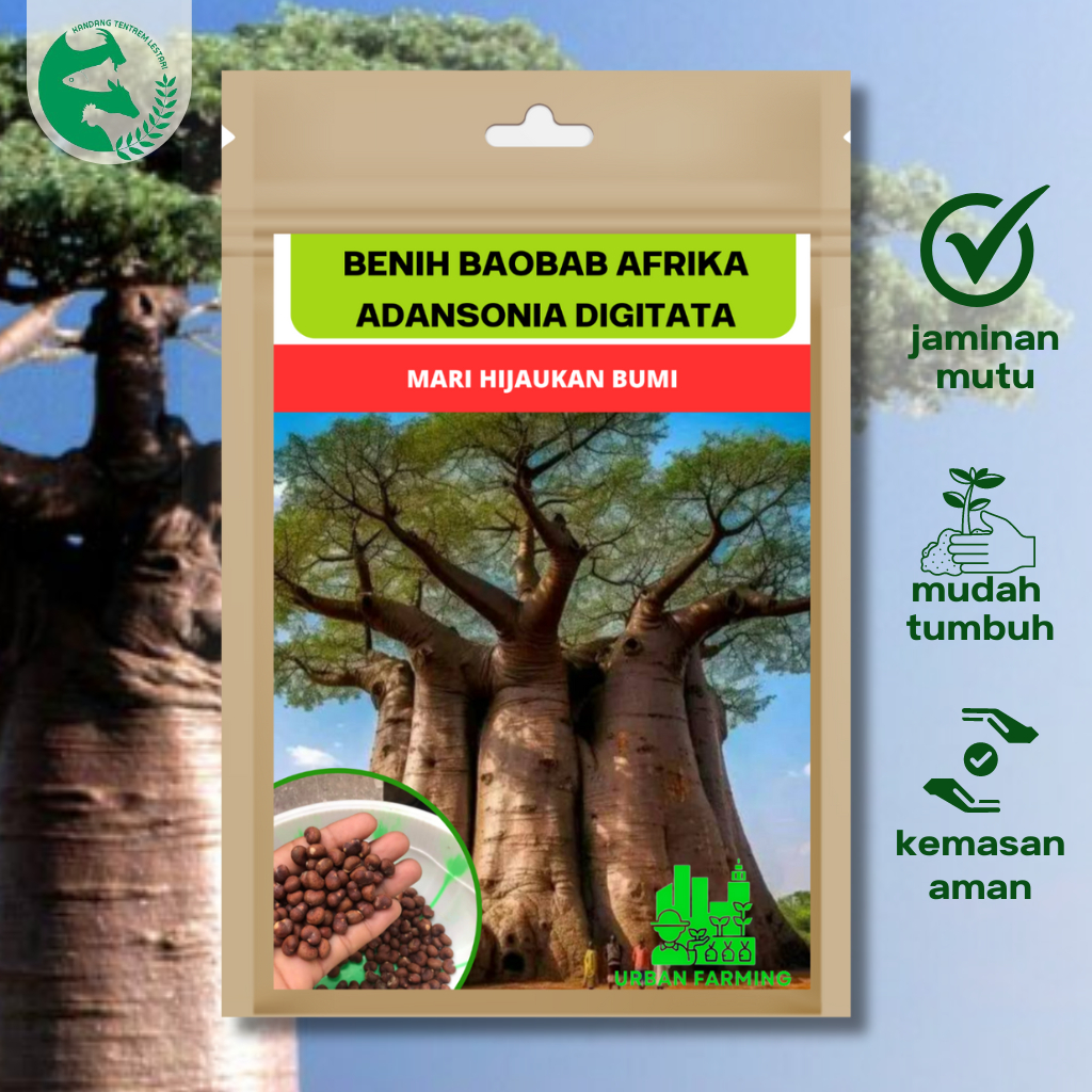 Jual Benih Unggul Baobab 5 Seed Adansonia Digitata Urban Farming Afrika ...