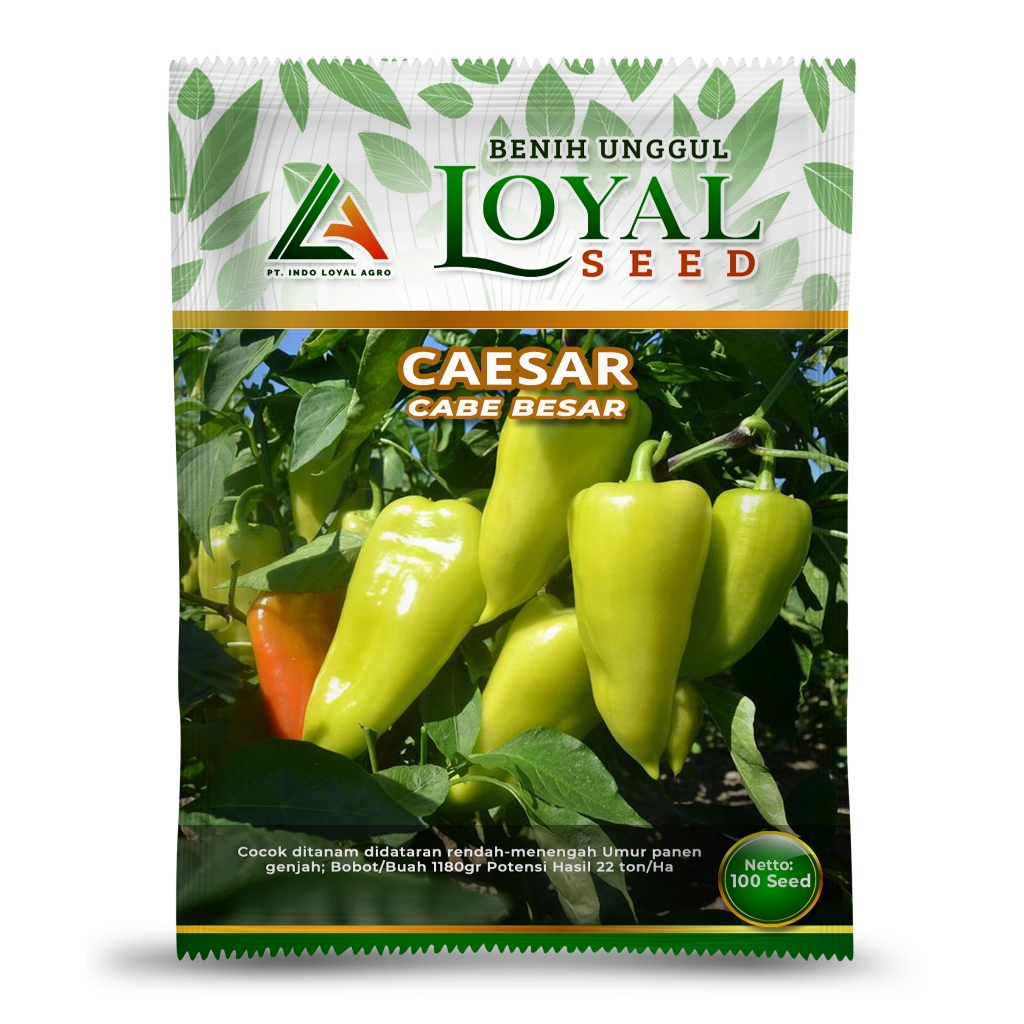 Jual BENIH CABE BESAR UNGGUL CAESAR 100 BUTIR CAP LOYAL SEED | Shopee ...