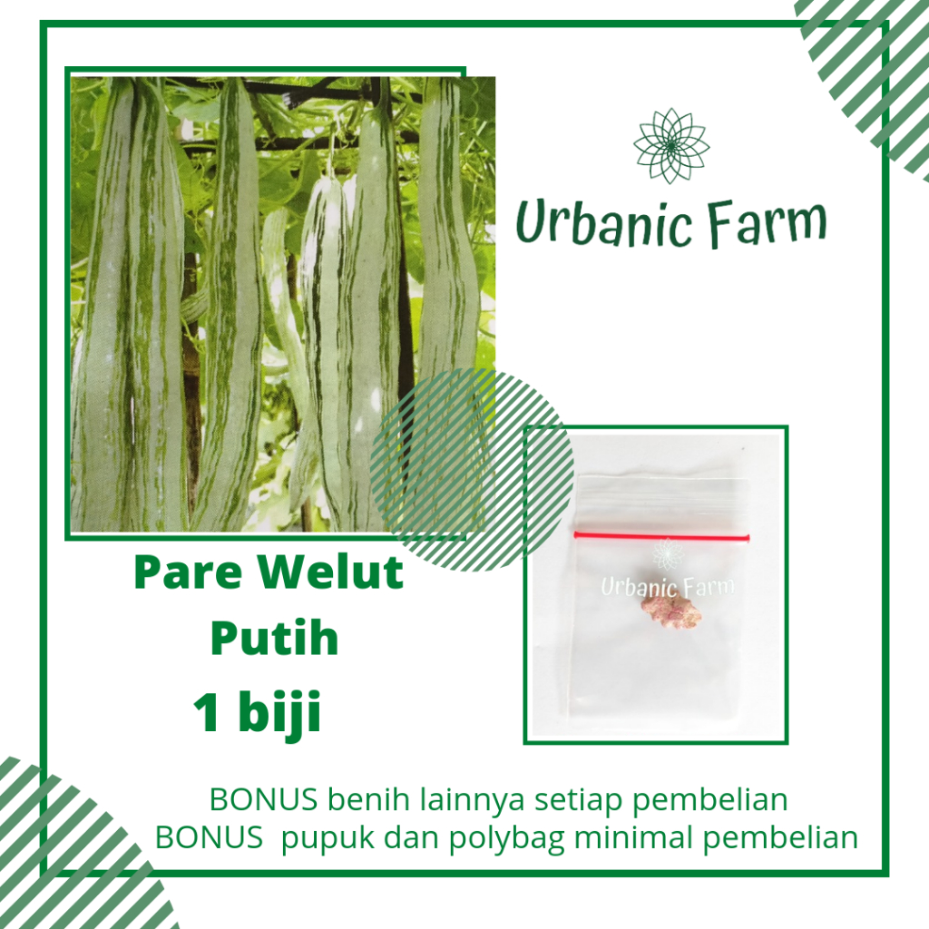 Jual 1 Biji Pare Welut Belut Putih Unggulan Mussi Cap Bunga Matahari ...