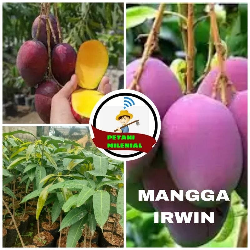 Jual BIBIT MANGGA IRWIN | Shopee Indonesia