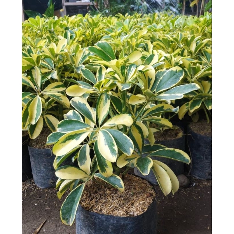 Jual Tanaman Hias Walisongo Golden - Pohon Walisongo kuning | Shopee ...