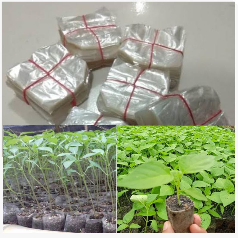 Jual Plastik semai cabai 1000 Lembar - Plastik Semai Cabe - Plastik ...