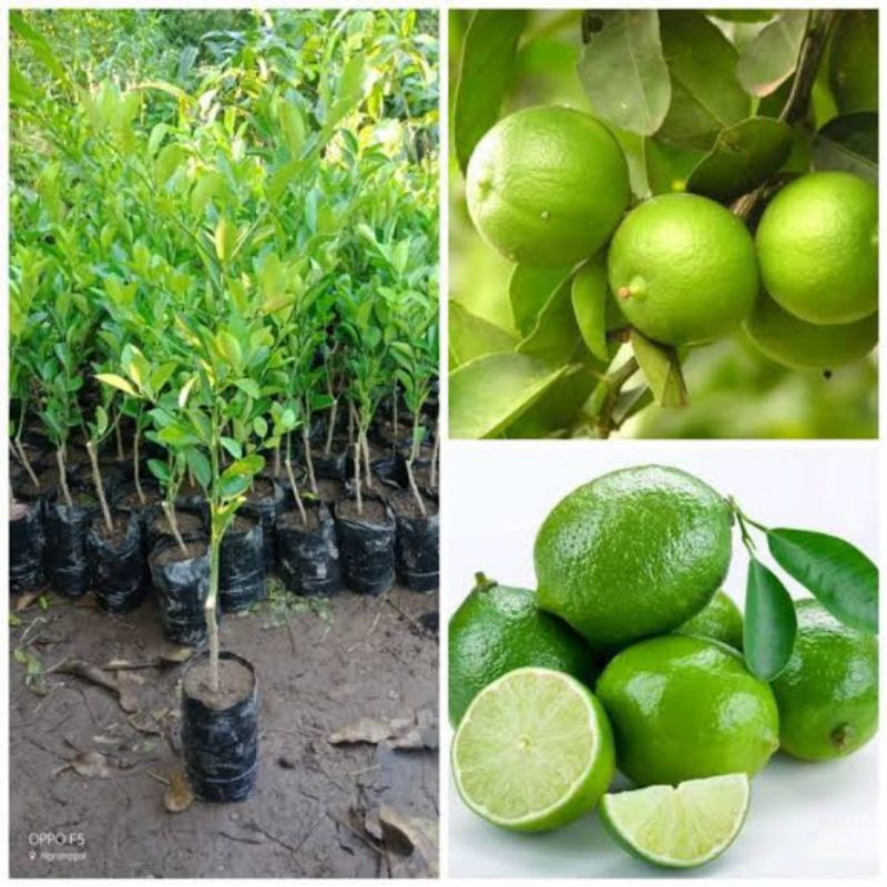 Jual Bibit Jeruk Nipis Asli Bulat Banyak Airnya | Terlaris Bibit Jeruk ...