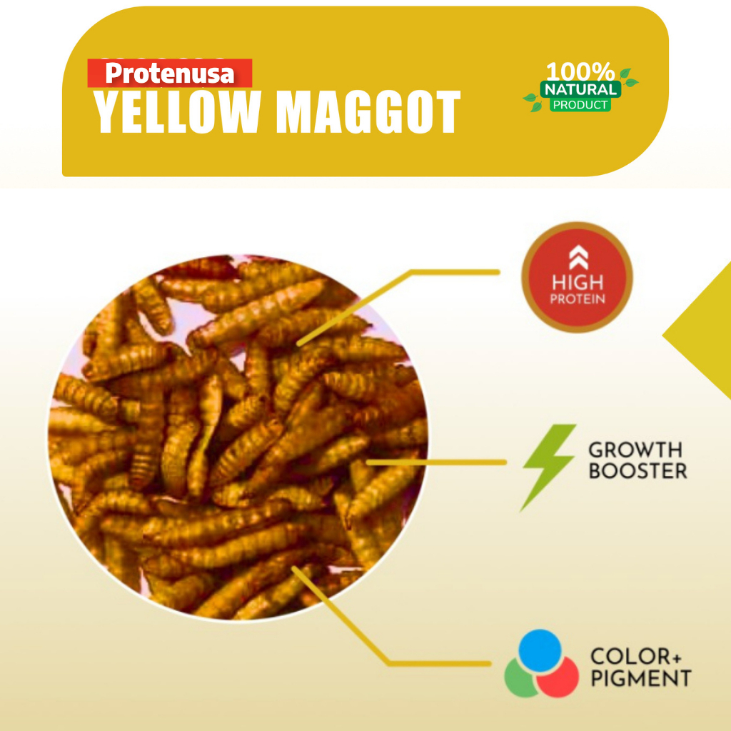 Jual 𝐏𝐑𝐎𝐓𝐄𝐍𝐔𝐒𝐀 𝐘𝐄𝐋𝐋𝐎𝐖 𝐌𝐀𝐆𝐆𝐎𝐓 𝟓 𝐊𝐆 𝐆𝐑𝐀𝐃𝐄 𝐀+ 𝐆𝐑𝐎𝐒𝐈𝐑 𝐏𝐀𝐊𝐀𝐍 𝐈𝐊𝐀𝐍 𝐇𝐈𝐀𝐒 𝐊𝐎𝐈 ...