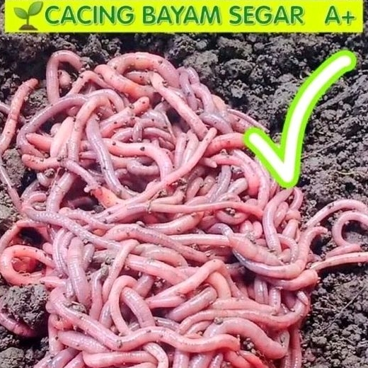 Jual Cacing bayem cacing sawah cacing ping Umpan mancing gacor ikan ...