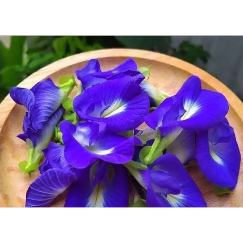 Jual Bunga telang segar fresh bersih super organik murah petik langsung ...
