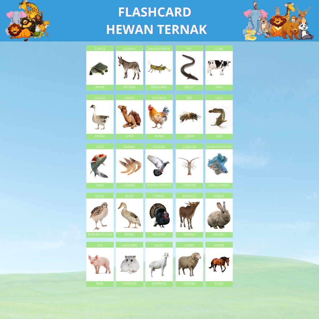 Jual FLASH CARD HEWAN TERNAK KARTU BELAJAR ANAK (ISI 25 PCS + LAMINASI ...