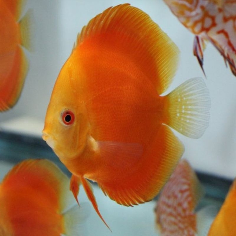 Jual Orange Melon Discus Aquarium | Shopee Indonesia
