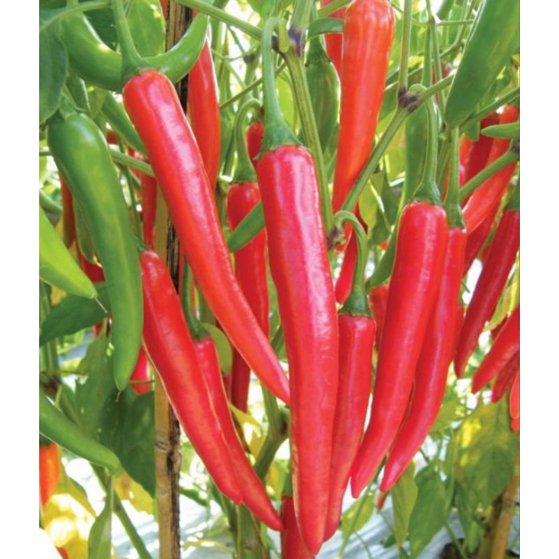 Jual 200 BUTIR BENIH CABE MERAH BESAR | Shopee Indonesia