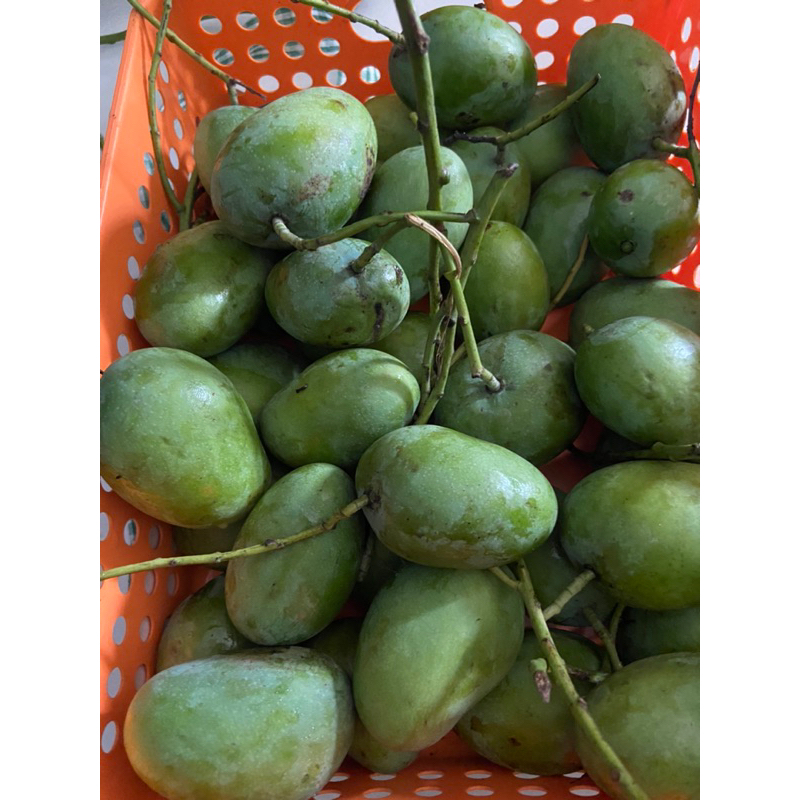 Jual mangga rujak 500gr | Shopee Indonesia