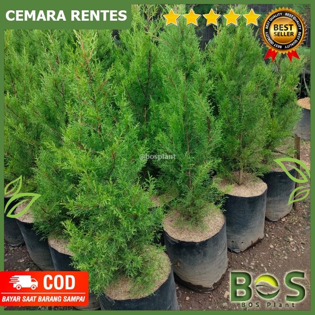 Jual Bosplant - Cemara Rentes Cemara Wangi Tanaman Tinggi Cemara Hidup ...