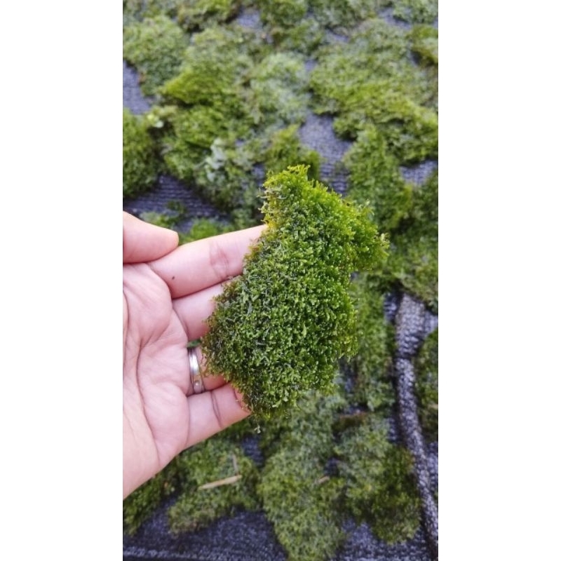 Jual Moss Ricardia Clump Mini Bahan Ukuran Nampan - Ornamen Hiasan ...